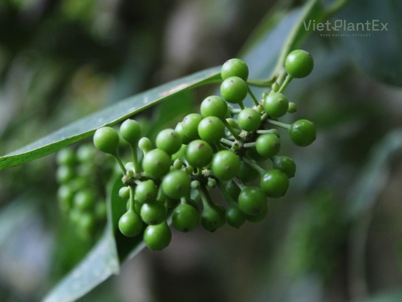 Top 4 công dụng của cây màng tang - VietPlantEx